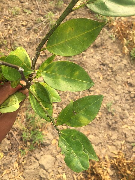 Citrus Greening - Our Research