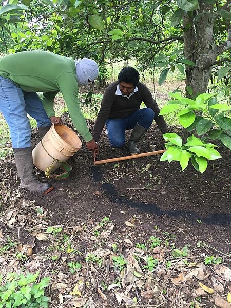 Citrus Greening - Our Research Citrus Greening - Our Research