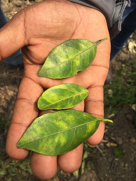 Citrus Greening - The Disease