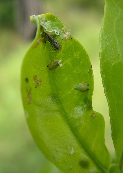 Citrus Greening - The Disease