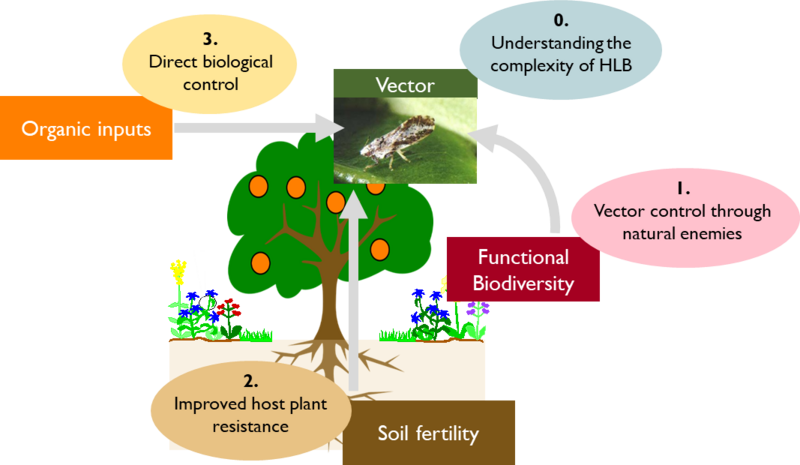 Citrus Greening - The Disease Citrus Greening - The Disease