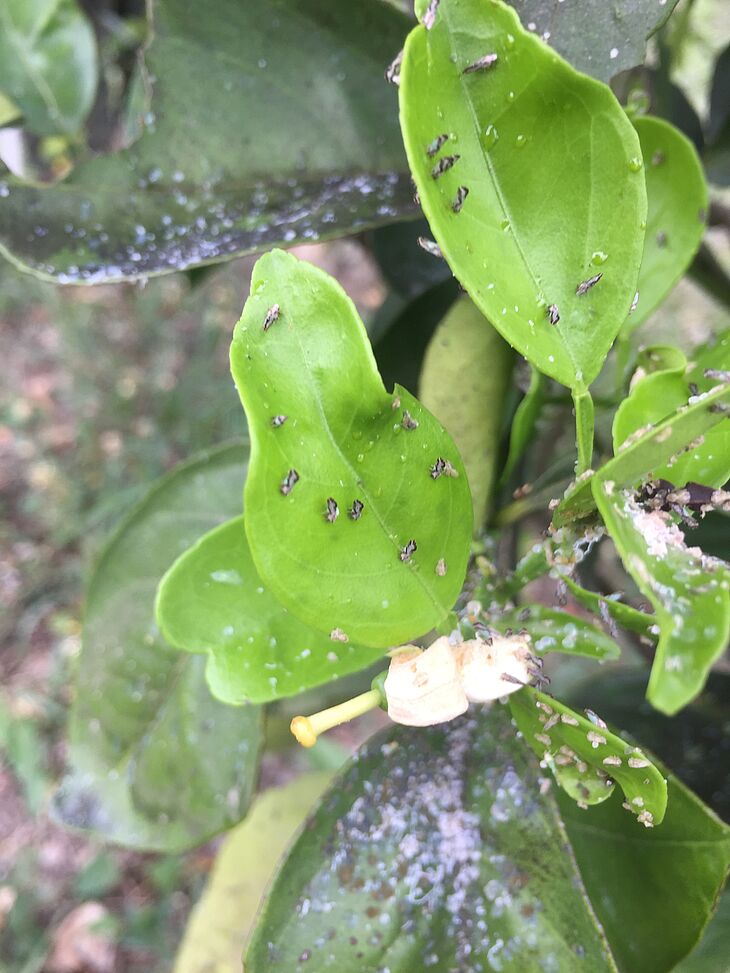 Citrus Greening - Citrus Greening